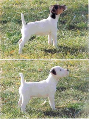 Sage Creek Jack Russell Terriers